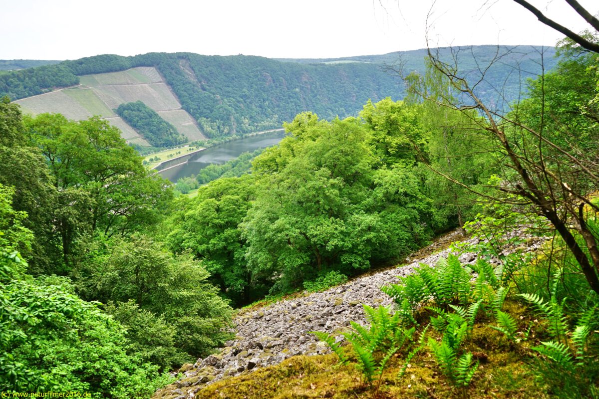 Rundwanderweg 3 - Taben-Rodt